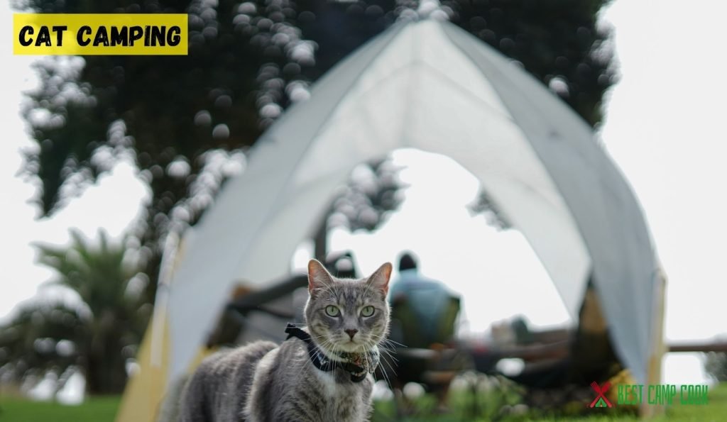 The Ultimate Guide to Cat Camping: Tips and Tricks